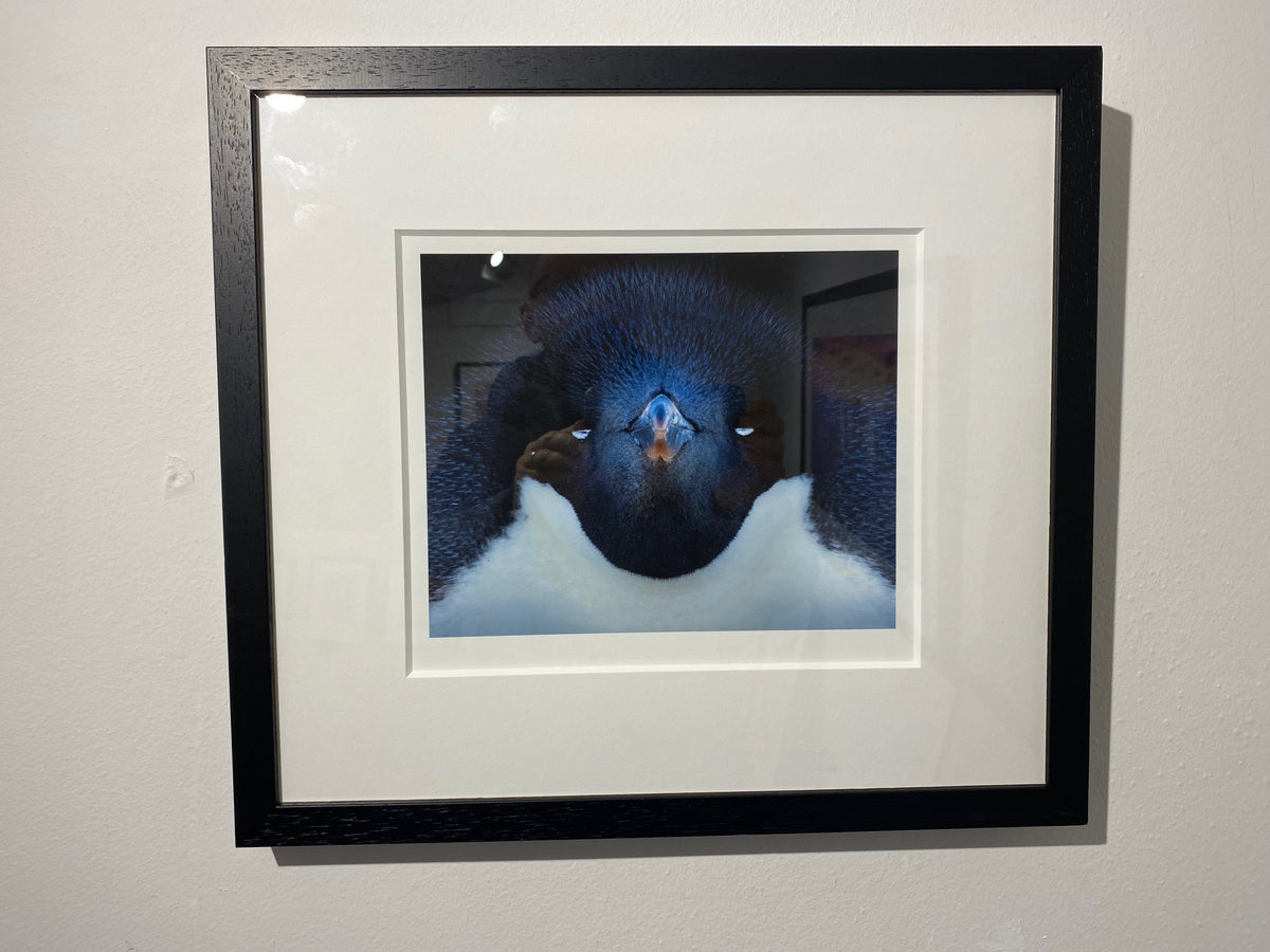 Sleepy Beaky – Taylor-Jones & Son